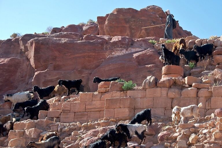 Syrian Goat - Breed Profile - Goat Journal